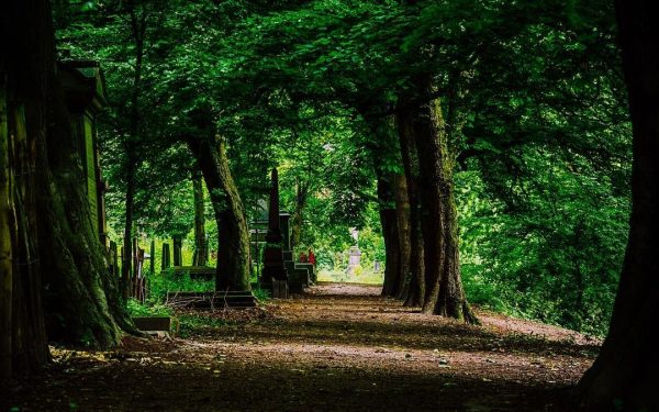 The Use of Holly by Robert Marnock - Sheffield General Cemetery